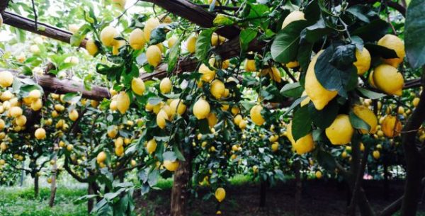 A Lemon - A Poem by Pablo Neruda | Peggy Markel's Culinary Adventures